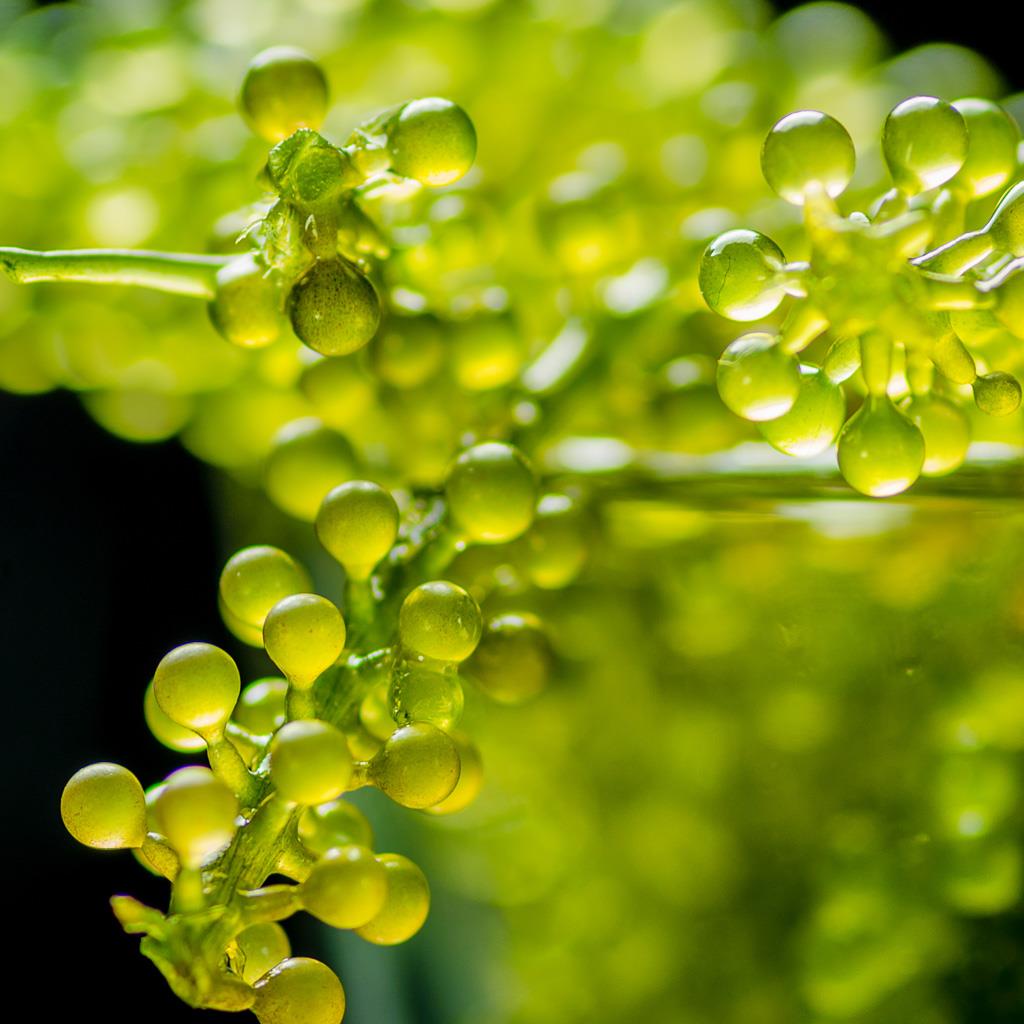 Caulerpa lentillifera Vivasan